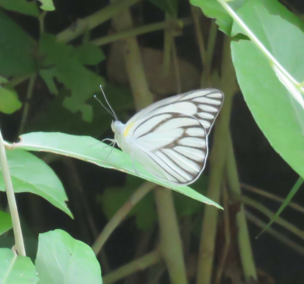 Striped Albatross from 33 Hyderabad Rd, Singapore 119578 on May 15 ...