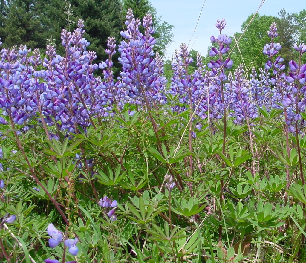 Sundial Lupine from Monroe County, NY, USA on June 3, 2002 at 02:21 PM ...