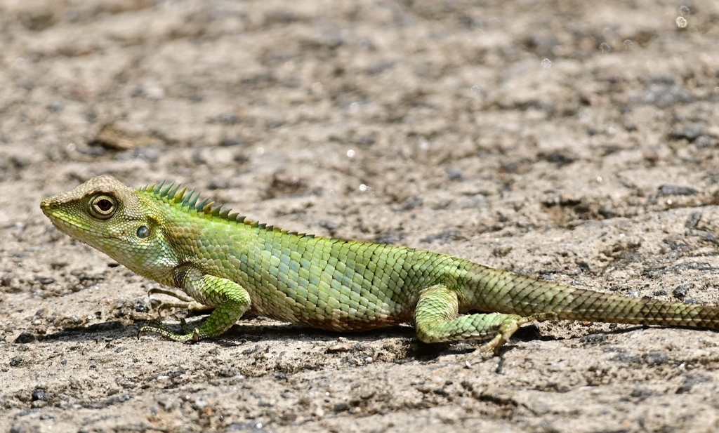 Large Scaled Forest Lizard from Aanachal on May 14, 2023 at 12:53 PM by ...