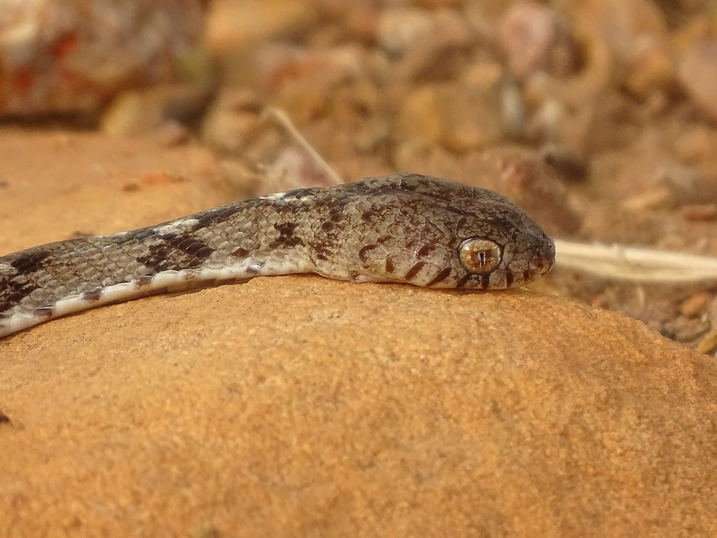West African Cat Snake from Tanguiéta, Bénin on May 14, 2023 at 09:30 ...