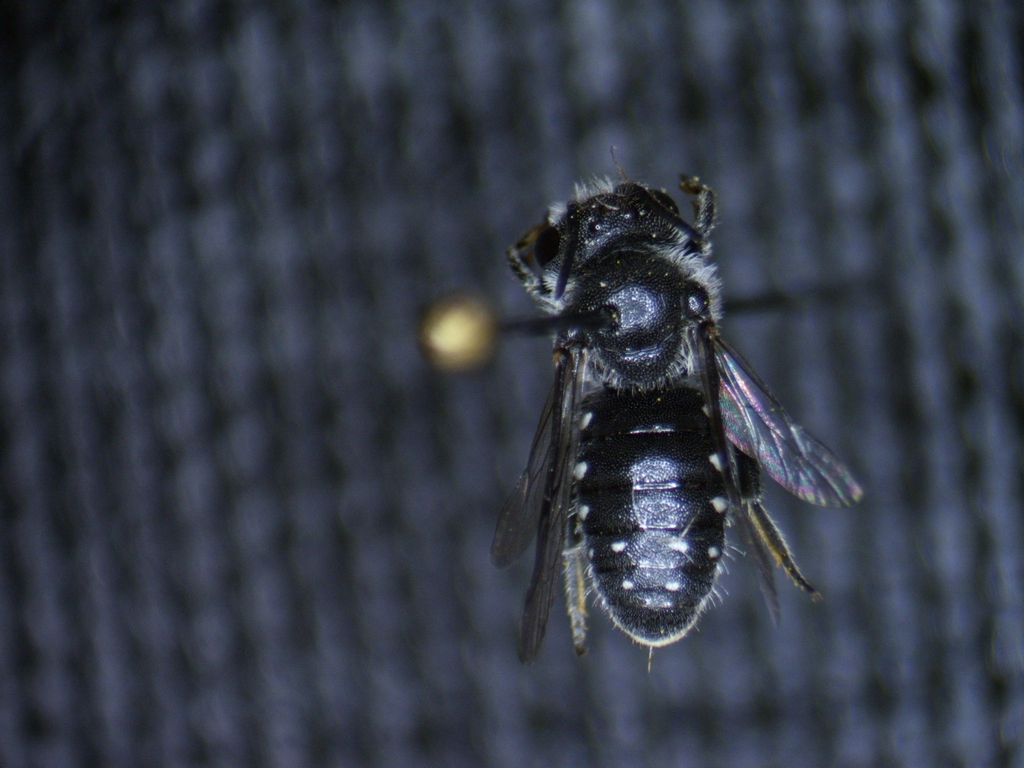 Spot-sided Dark Bee from Fayetteville, AR, USA on May 14, 2023 at 11:25 ...