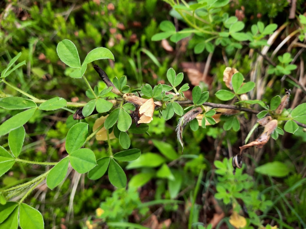 Clustered Broom from 53231, Plitvička Jezera, Croatia on May 15, 2023 ...