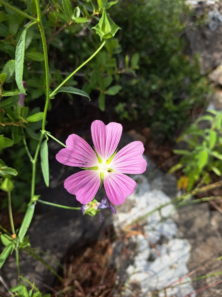 Spotted-stalked Tree-mallow from מעלה יוסף, ישראל on May 12, 2023 at 09 ...