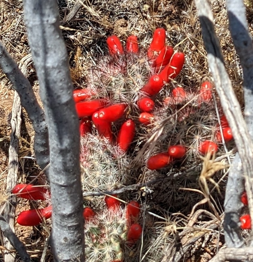 Common Fishhook Cactus from Ivins, UT, USA on May 10, 2023 at 02:49 PM ...