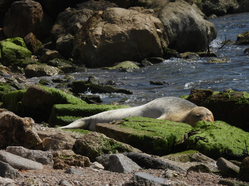Mediterranean Monk Seal in May 2023 by Ori Fragman-Sapir. Israel, Jaffa ...