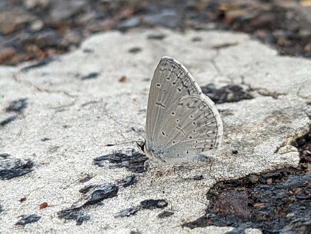 Echo Azure from Bisbee, AZ 85603, USA on May 13, 2023 at 03:25 PM by ...
