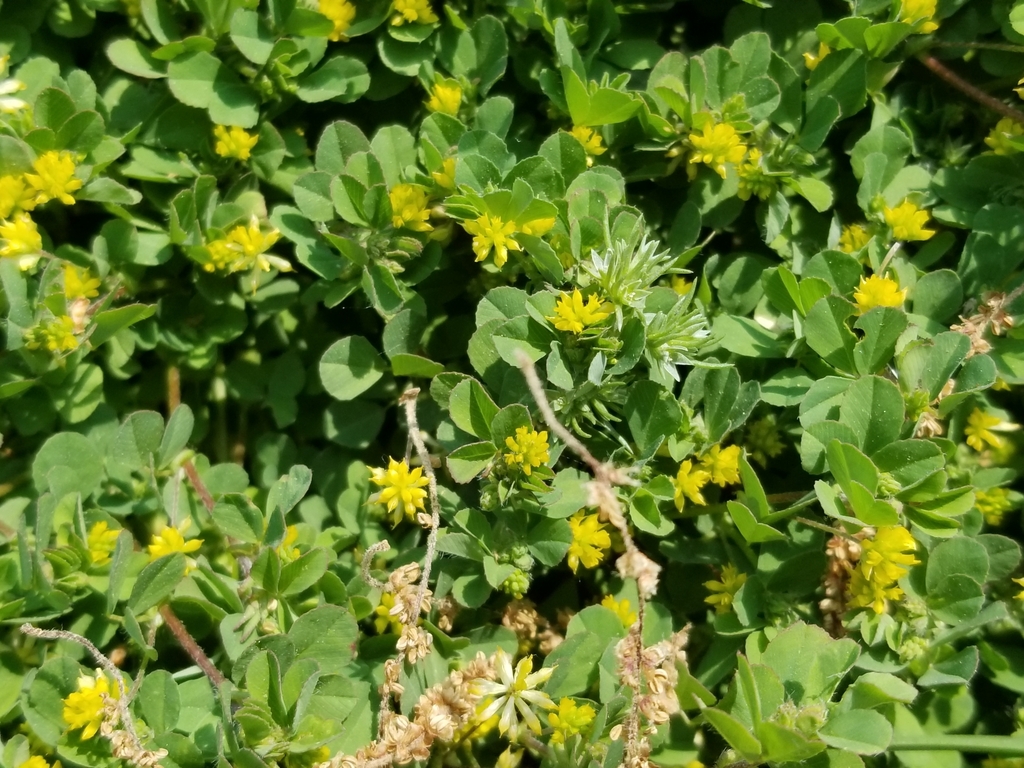 Lesser hop trefoil from Millis, MA 02054, USA on May 15, 2023 at 01:51 ...
