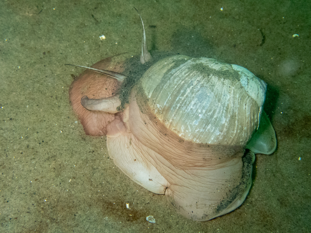 Lewis's Moon Snail from Monterey, CA, USA on May 15, 2023 at 09:12 AM ...