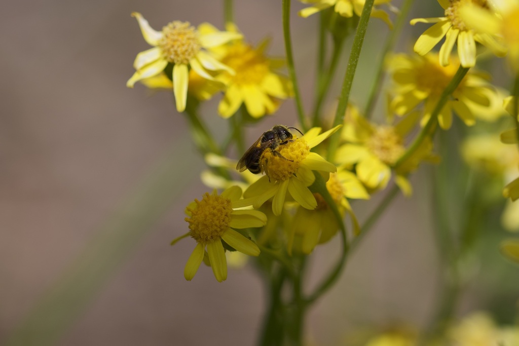 Ligated Furrow Bee from 26 Villawood Ln, Webster Groves, MO 63119, USA ...