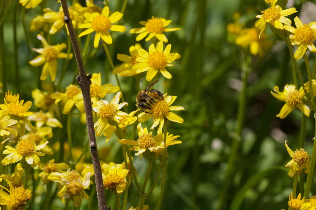 Mining Bees from 26 Villawood Ln, Webster Groves, MO 63119, USA on May ...