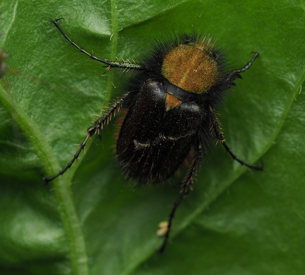 Pygopleurus from Dodoni Province 455 00, Greece on May 15, 2023 at 09: ...
