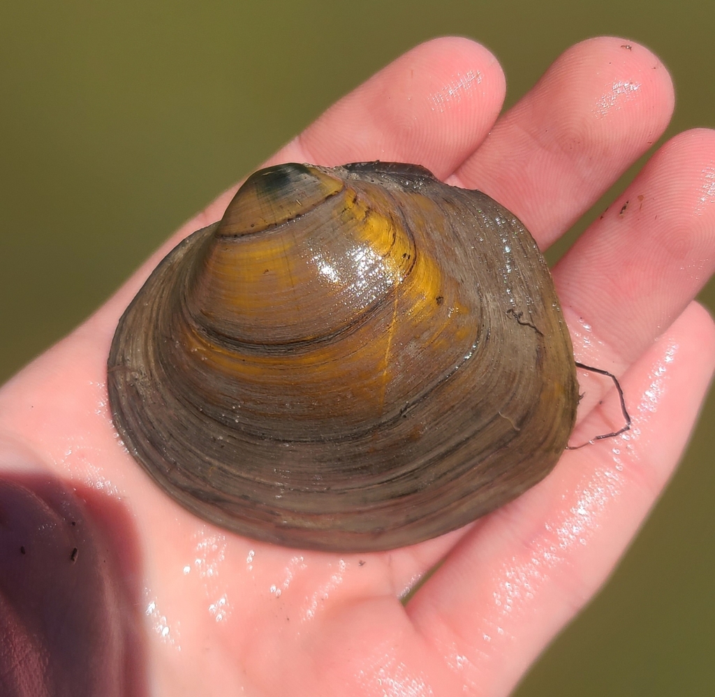 Pimpleback from Big Bend Conservation Area on May 15, 2023 at 02:46 PM ...