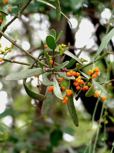Injerto medicinal (Phoradendron quadrangulare)