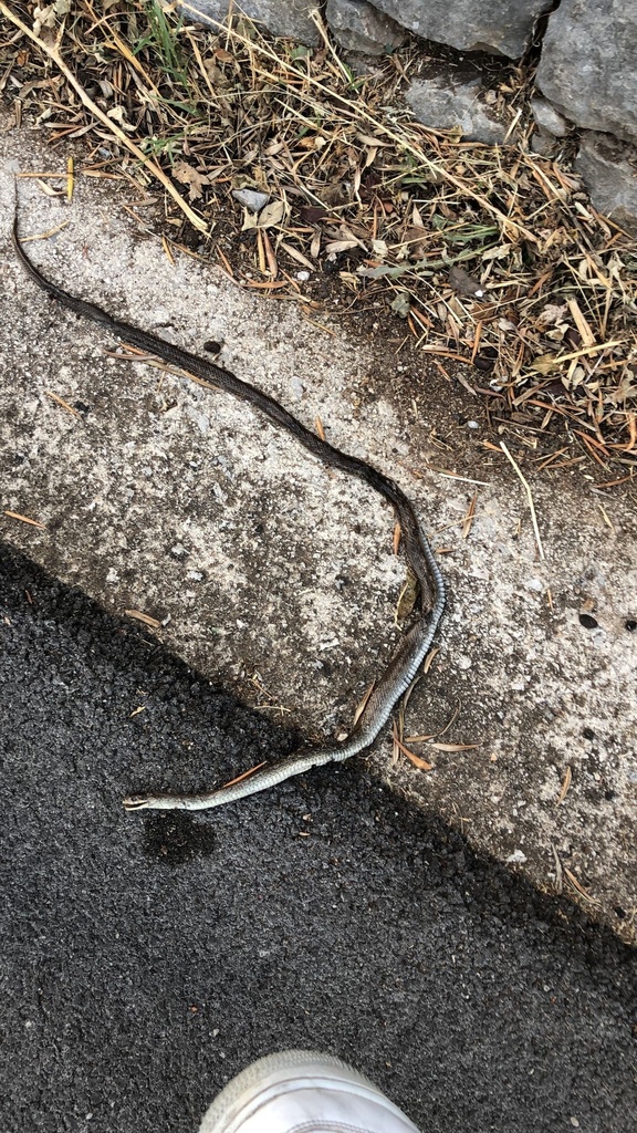 Italian Aesculapian Snake from Parco Nazionale del Cilento, Vallo di ...