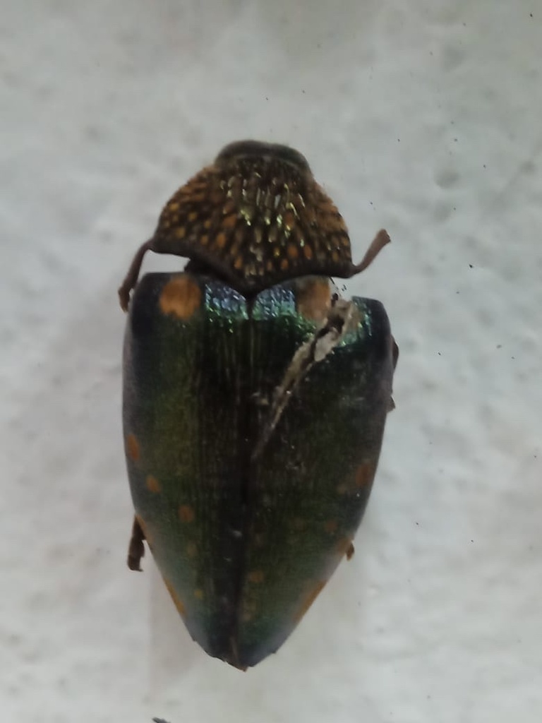 Sternocera castanea boucardii desde Cadereyta de Montes, Querétaro, MX ...
