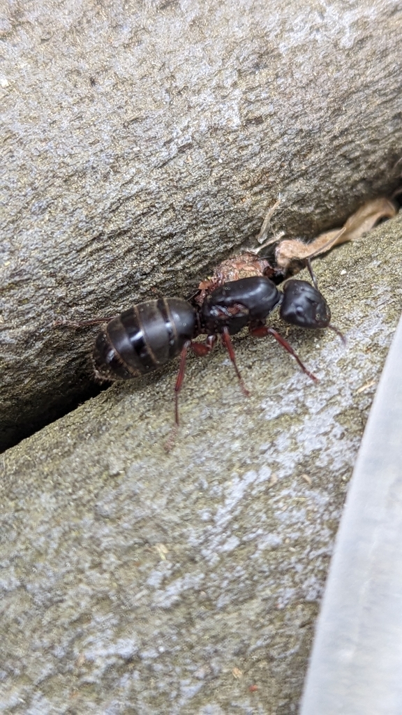 Western Carpenter Ant from Mt. Baker, Seattle, WA, USA on May 15, 2023 ...