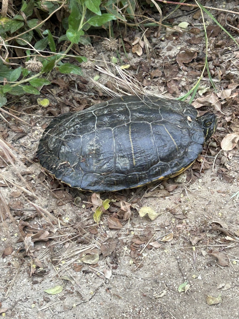Pond Slider from Big Canyon Nature Park, Newport Beach, CA, US on May ...