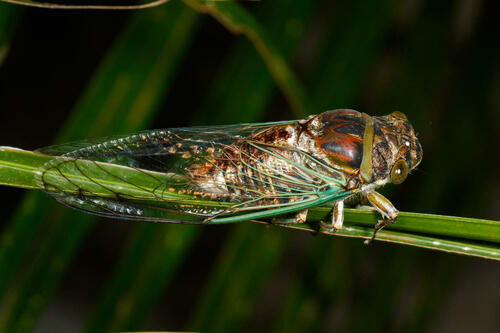 Diceroprocta ruatana · iNaturalist