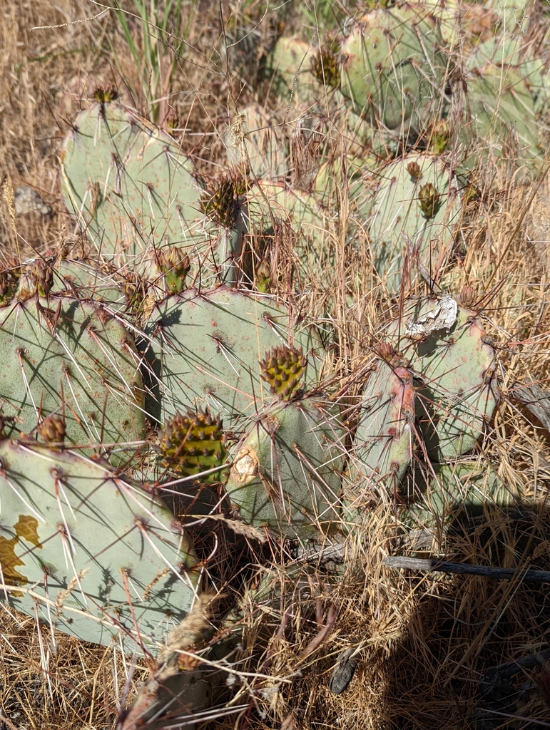 Prickly Pears from Richland, WA 99352, USA on May 15, 2023 at 09:21 AM ...