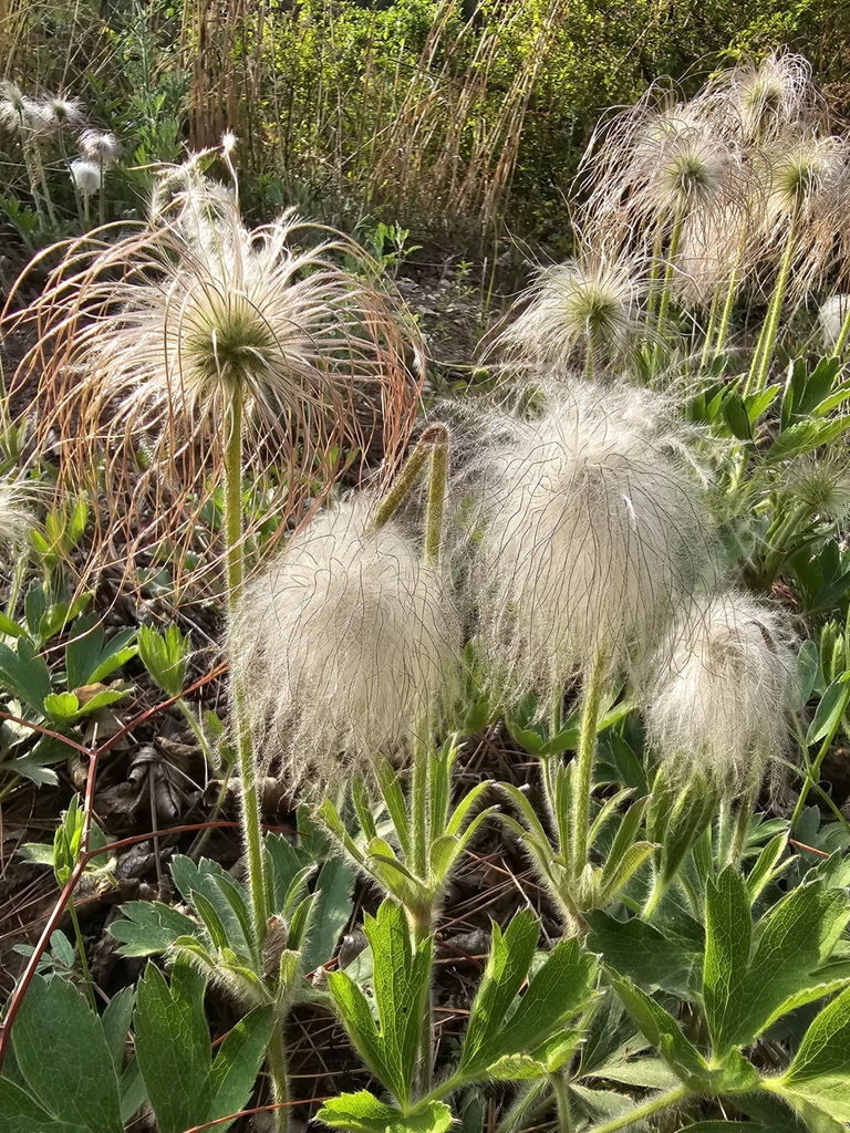 Pulsatilla chinensis from Zhangjiakou, CN-HB, CN on May 14, 2023 at 05: ...