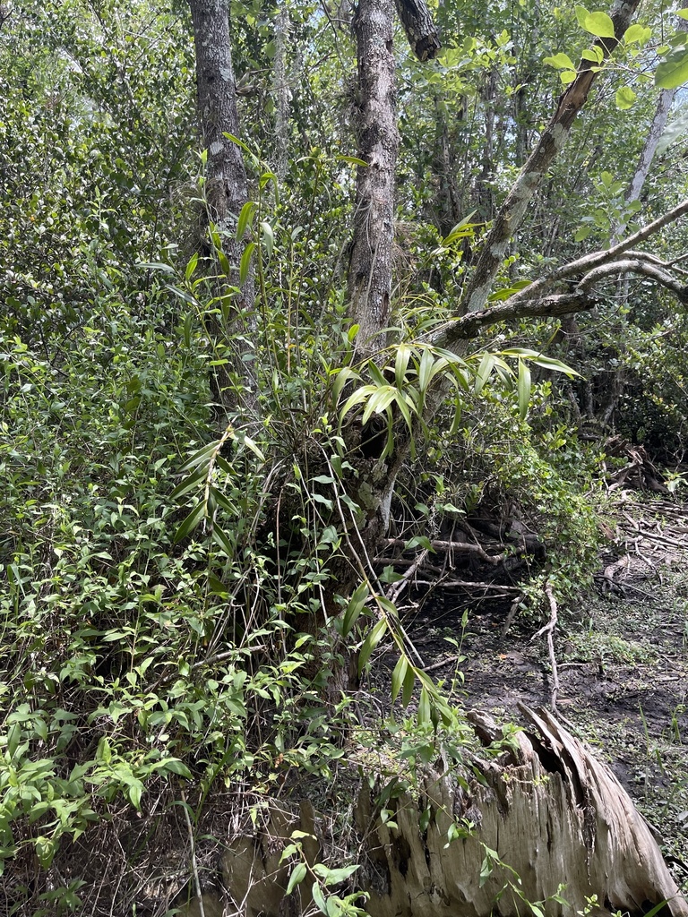 Night Scented Orchid in May 2023 by Fernando Rocha · iNaturalist