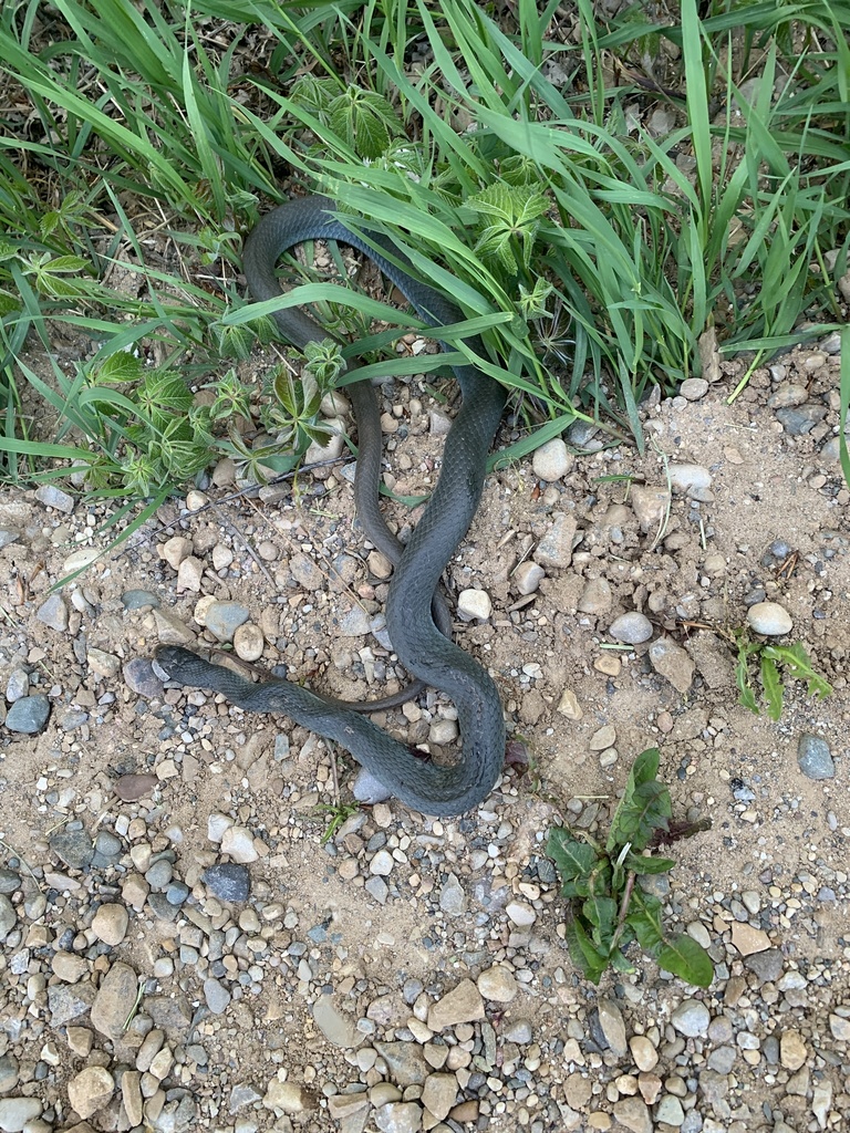 Blue Racer from McCann Rd, Middleville, MI, US on May 15, 2023 at 07:41 ...