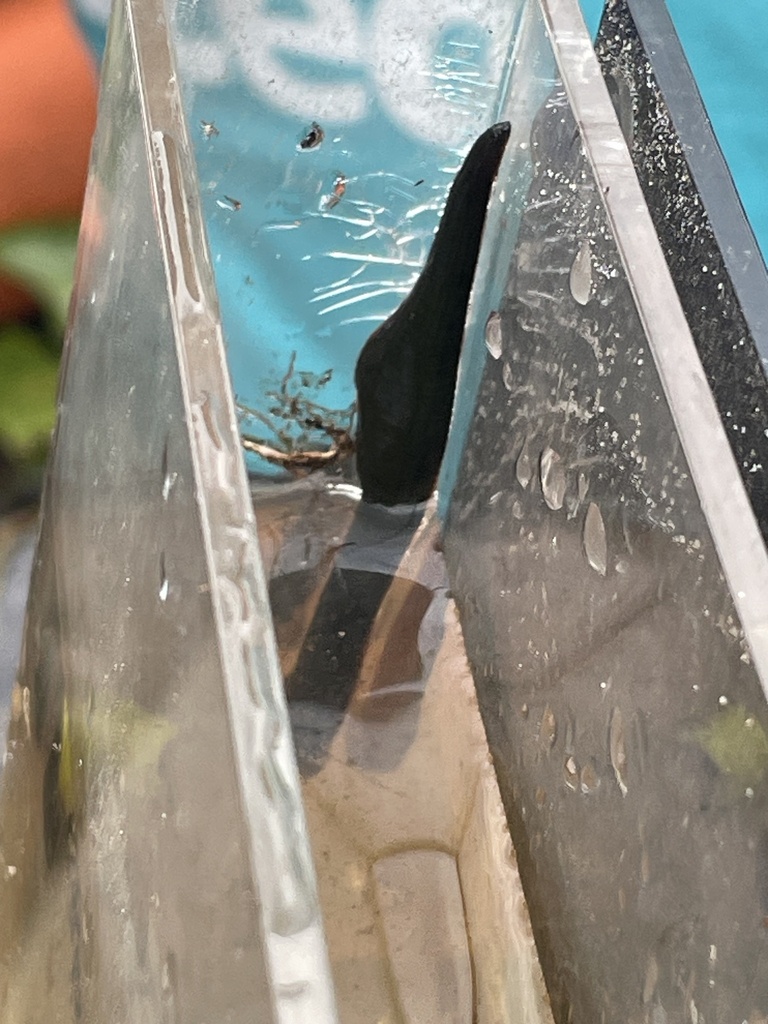 Horse Leech from Lake Suggs, Hawthorne, FL, US on May 15, 2023 at 04:00 ...