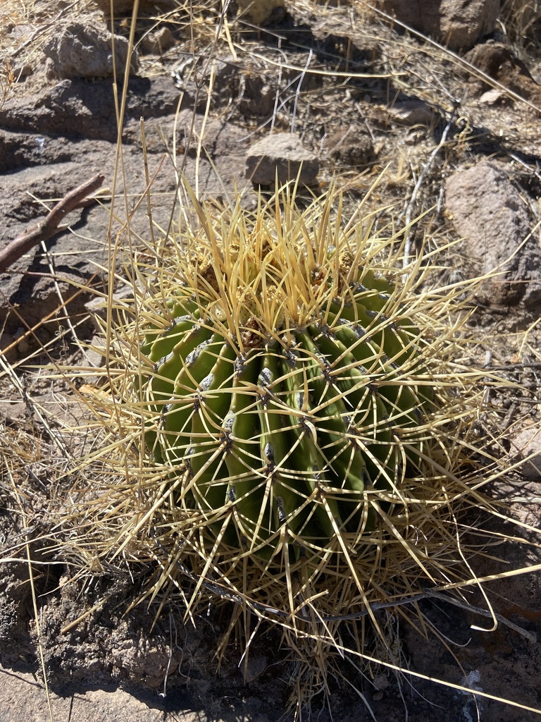Ferocactus histrix in May 2023 by Diego Mayagoitia · iNaturalist