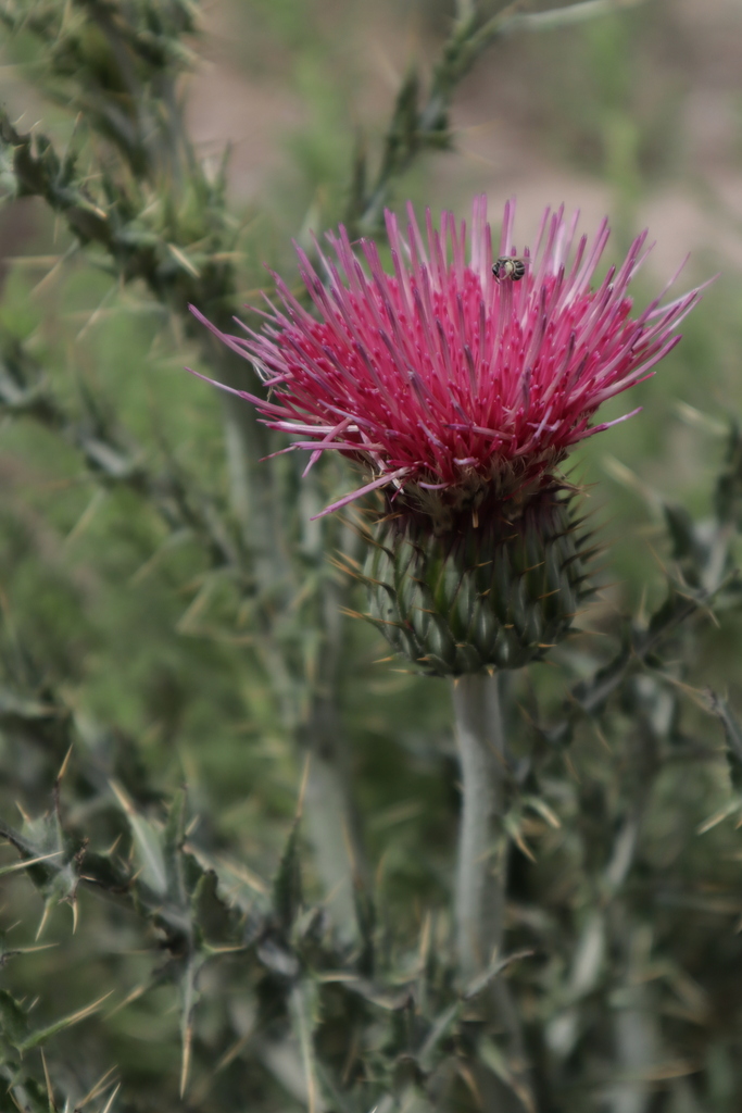 yellowspine thistle from Animas, NM 88020, USA on May 15, 2023 at 02:36 ...