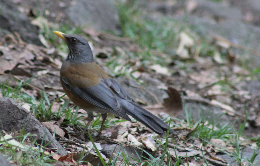 Rufous-backed Robin from Fuentes Brotantes, 14410 Ciudad de México ...