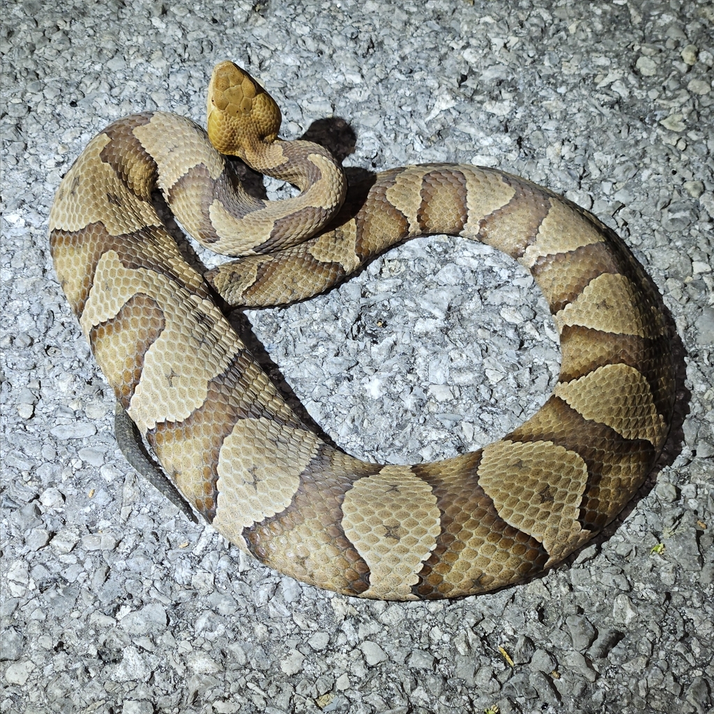 Eastern Copperhead from Johnson County, US-IL, US on May 15, 2023 at 08 ...