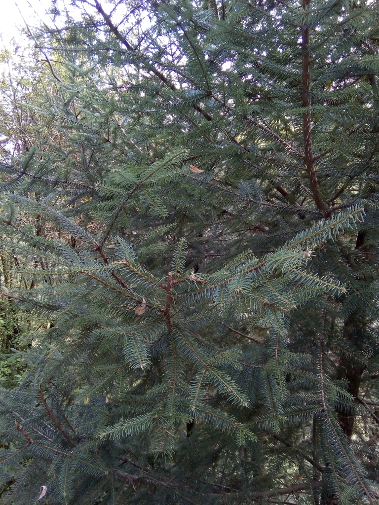 sacred fir from Emilio Carranza, San Nicolás Totolapan, Ciudad de ...