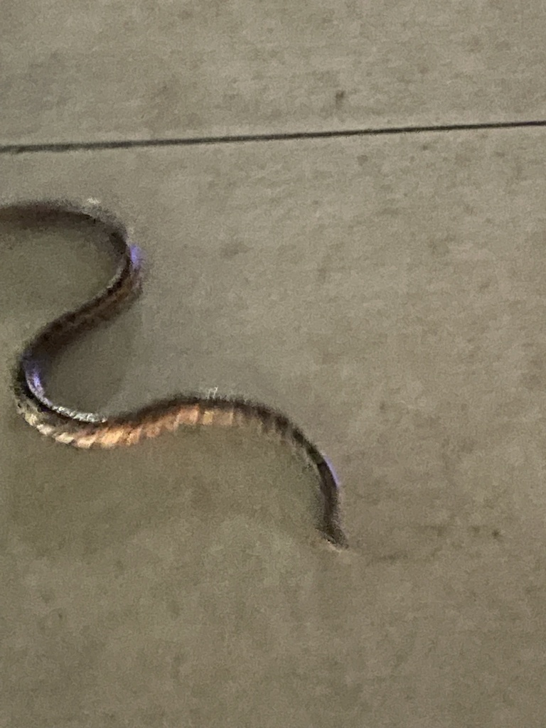 Prairie Kingsnake from North Lake, Dallas, TX, US on May 15, 2023 at 09 ...