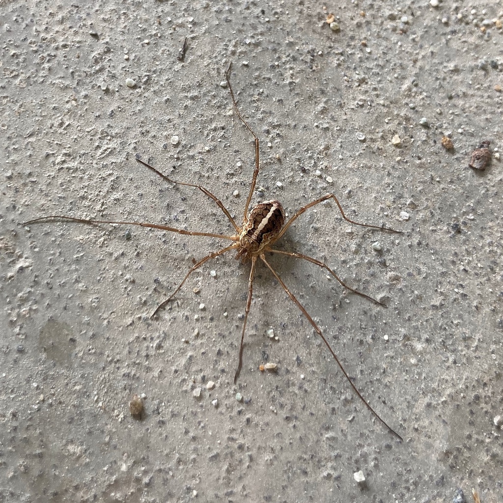 Saddleback Harvestman from Bernina Tour, Pontresina, GR, CH on August ...
