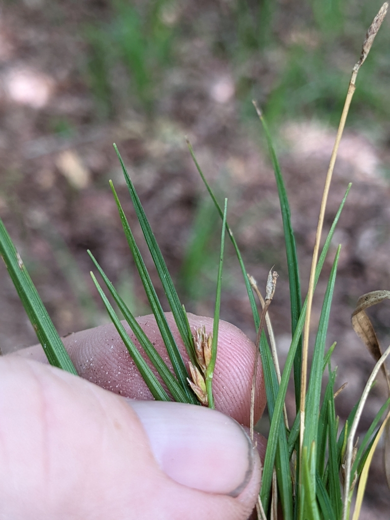 Florida Sedge in May 2023 by Eric Ungberg. Rhizo, culms short · iNaturalist