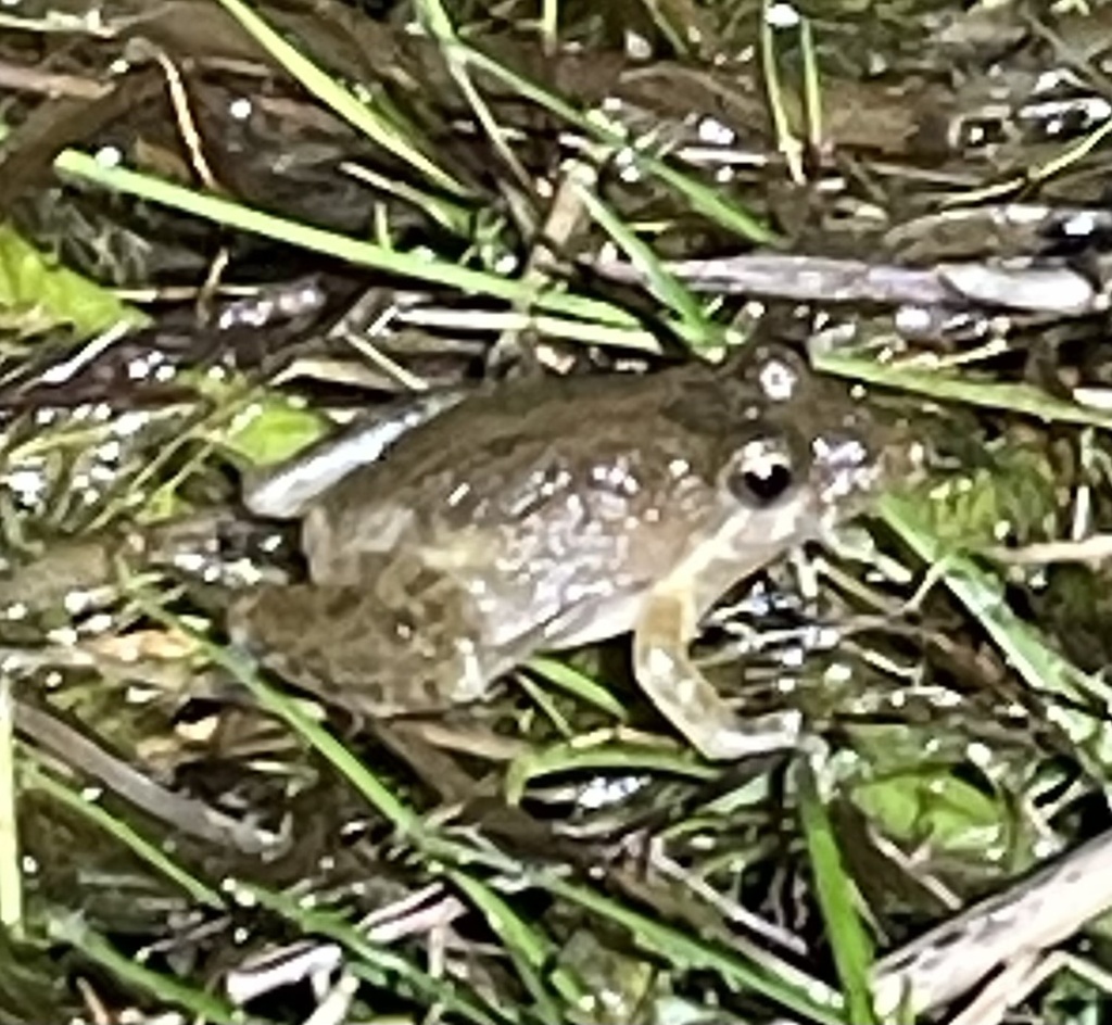 Southern Cricket Frog from Melrose, FL, US on May 15, 2023 at 09:01 PM ...