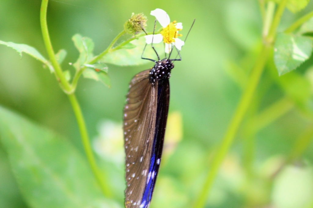 Euploea mulciber barsine from Urasoe Park on May 15, 2023 at 07:06 PM ...