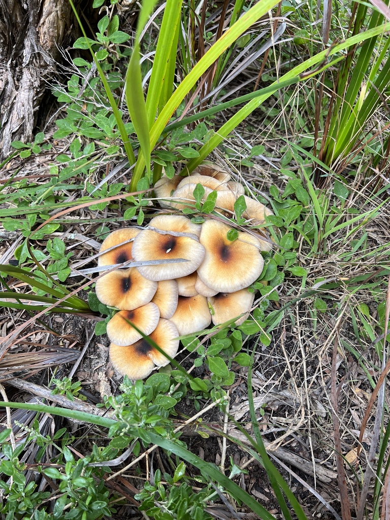 ghost fungus from Colquhoun/Boyanga Gidi State Forest, Lake Tyers, VIC ...