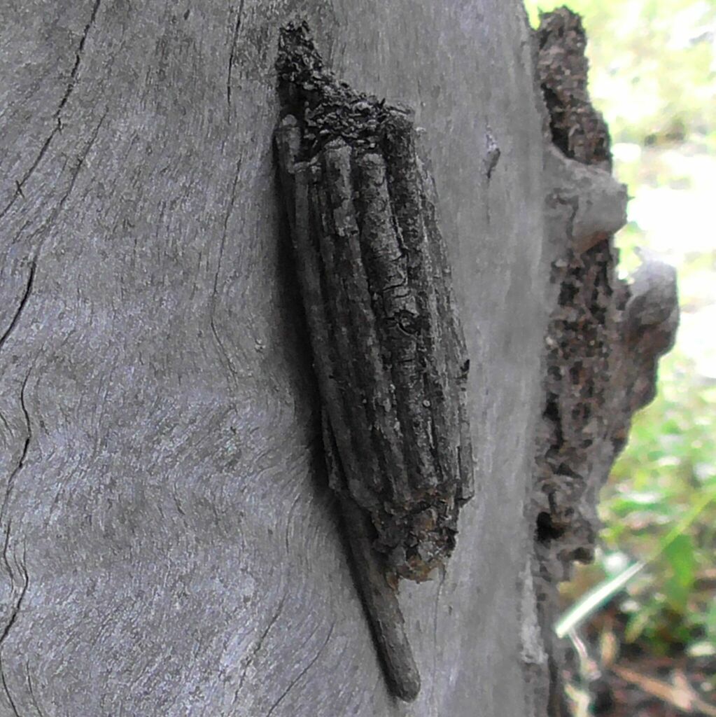 Common Case Moth from Watsonville QLD 4887, Australia on May 16, 2023 ...