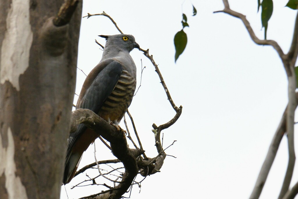Pacific Baza from Sydney NSW, Australia on May 15, 2023 at 10:24 AM by ...