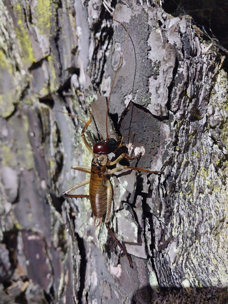 Auckland Tree Weta from Mount Roskill, Auckland, New Zealand on May 08 ...