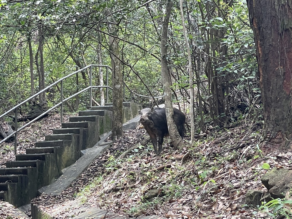 Wild Boar from 長源路, 金山, 新界, HK on May 16, 2023 at 01:13 PM by Priscilla ...