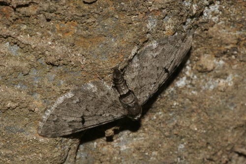 Eupithecia repentina · NaturaLista Colombia
