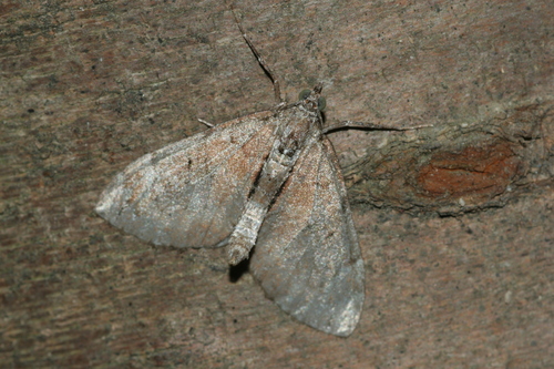 Thera abolla · iNaturalist