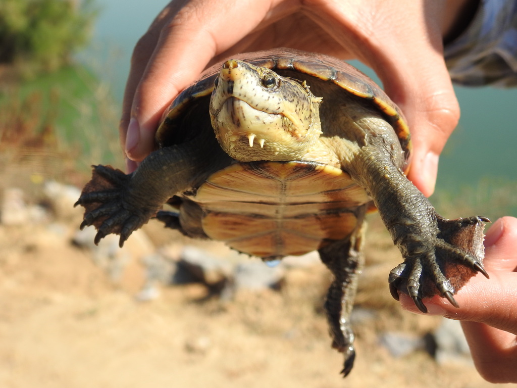 Mud Turtles from Texcoco, Méx., México on November 8, 2018 at 10:02 AM ...