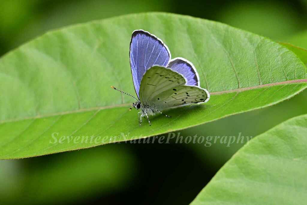 Celastrina oreas from 中国安徽省宣城市泾县 on May 10, 2023 at 12:32 PM by 石柒 ...
