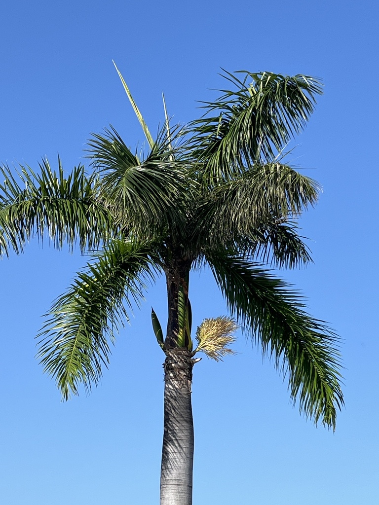Royal Palm from Estero Gardens Cir, Estero, FL, US on May 16, 2023 at ...