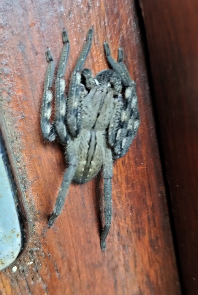 Cape Rainspider from Df Malherbe Street on May 12, 2023 at 09:35 AM by ...