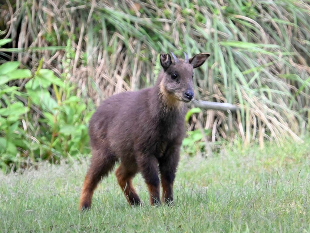 Taiwan Serow in May 2023 by yichang · iNaturalist
