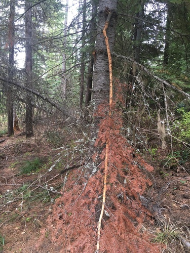 iNaturalist Tracking Database – NatureTracking